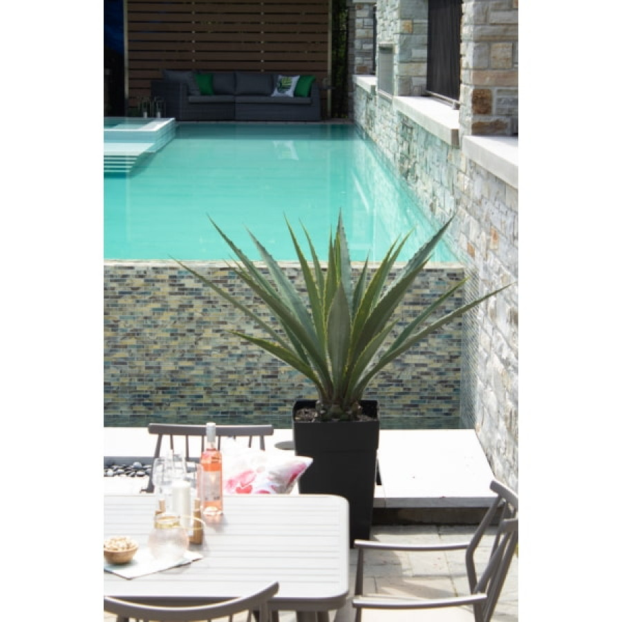 Plantes en pot - Agave américain dans un pot noir | Club Piscine Super ...