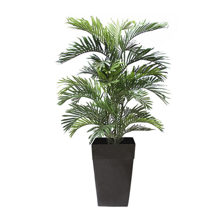 Plantes en pot - Palmier areca | Club Piscine Super Fitness